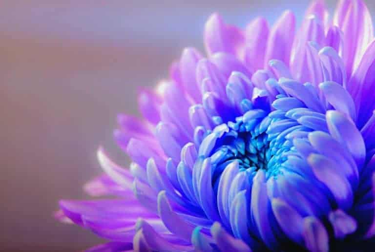 75 Types of Colorful Flowers with Pictures | Flower Glossary