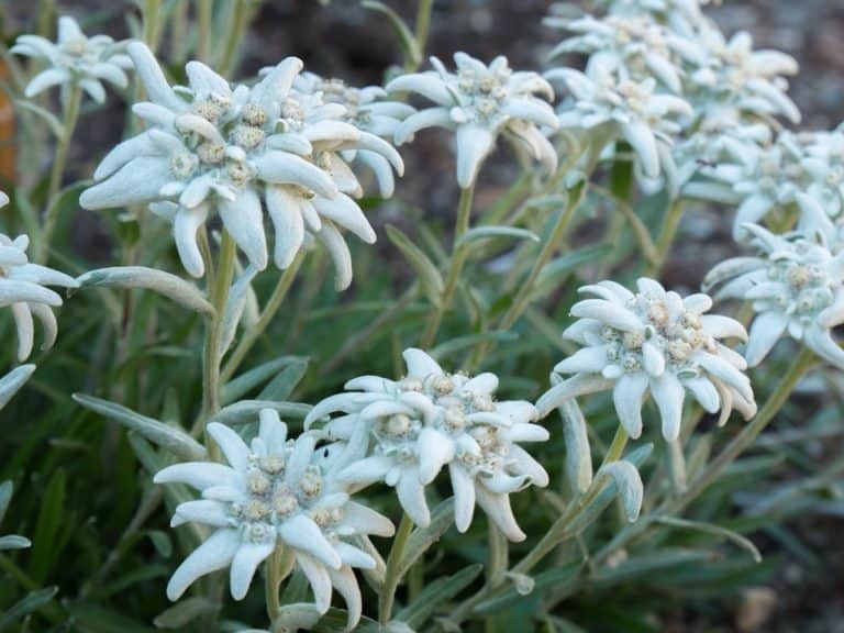 National Flowers by Country | National Flower | Flower Glossary