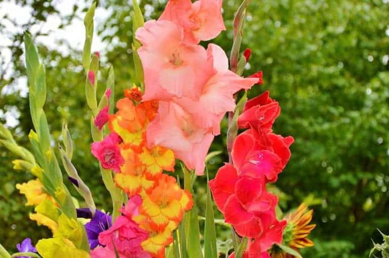 75 Types of Colorful Flowers with Pictures | Flower Glossary