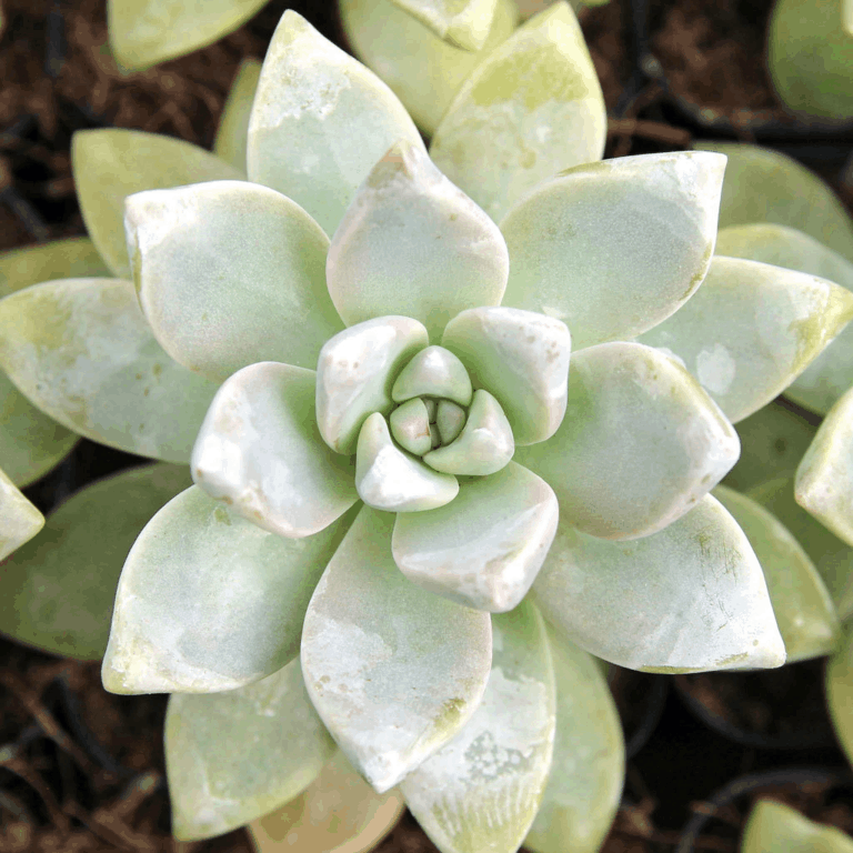 44 Types of Succulents with Pictures | Succulent Plants | Flower Glossary