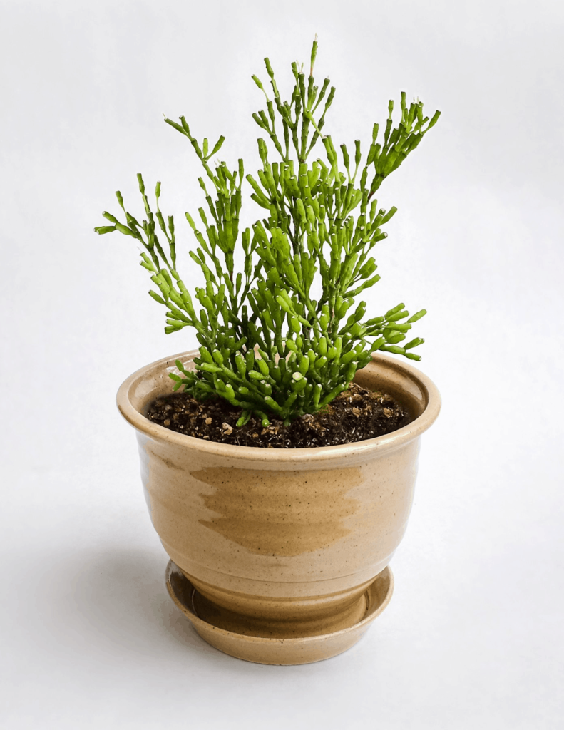 44 Types of Succulents with Pictures | Succulent Plants | Flower Glossary