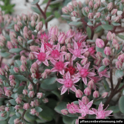 44 Types of Succulents with Pictures | Succulent Plants | Flower Glossary
