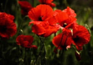 National Flowers by Country | National Flower | Flower Glossary