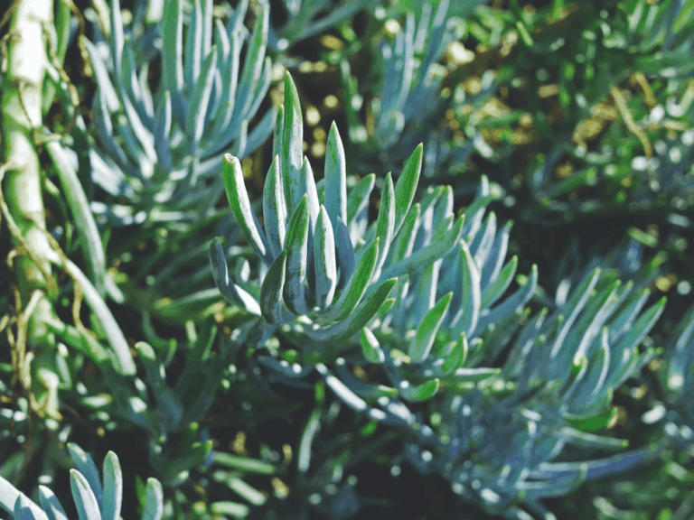 44 Types of Succulents with Pictures | Succulent Plants | Flower Glossary