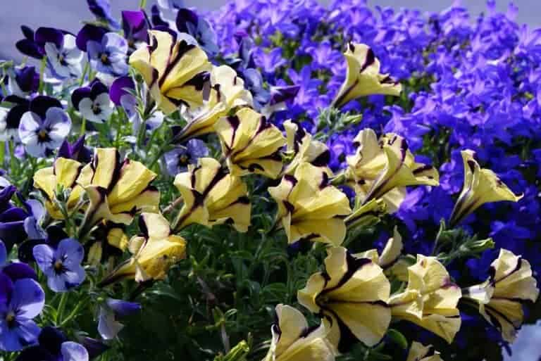 75 Types of Colorful Flowers with Pictures | Flower Glossary