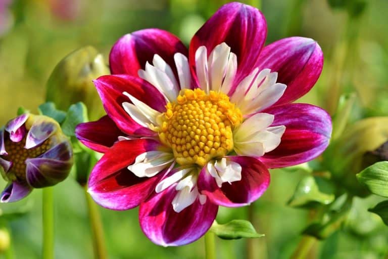 75 Types of Colorful Flowers with Pictures | Flower Glossary