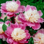 9 Gorgeous Types of Peonies Sure To Make An Impact | Flower Glossary