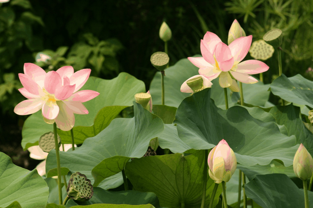 Lotus Flowers: History, Meaning, Properties, Growth & Care