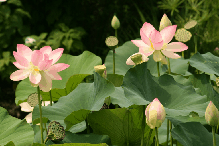 Lotus Flowers: History, Meaning, Properties, Growth & Care