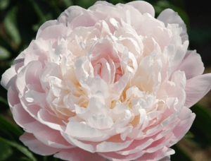 9 Gorgeous Types of Peonies Sure To Make An Impact | Flower Glossary