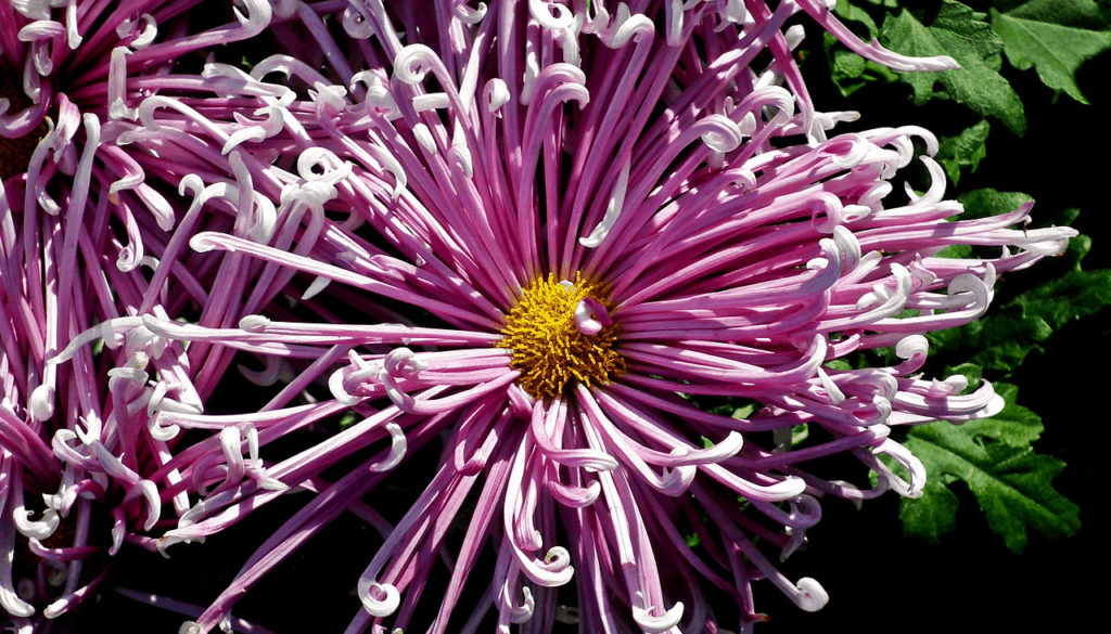 Chrysanthemums: Types & How to Care for Them | Flower Glossary