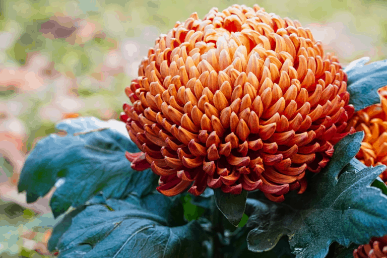 Chrysanthemums: Types & How to Care for Them | Flower Glossary