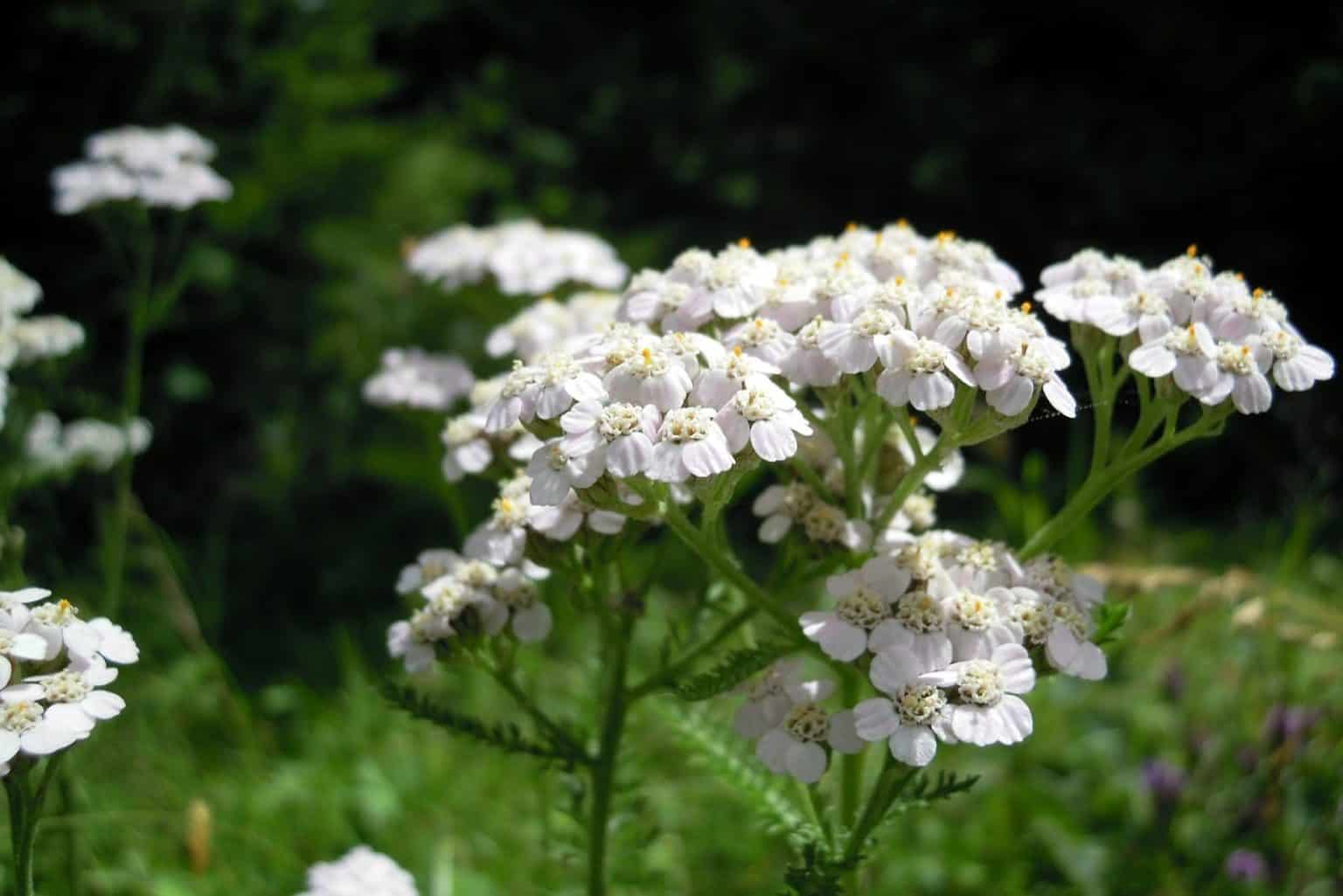| Flower Glossary