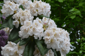 15 Popular Varieties of Rhododendron & Care Tips | Flower Glossary