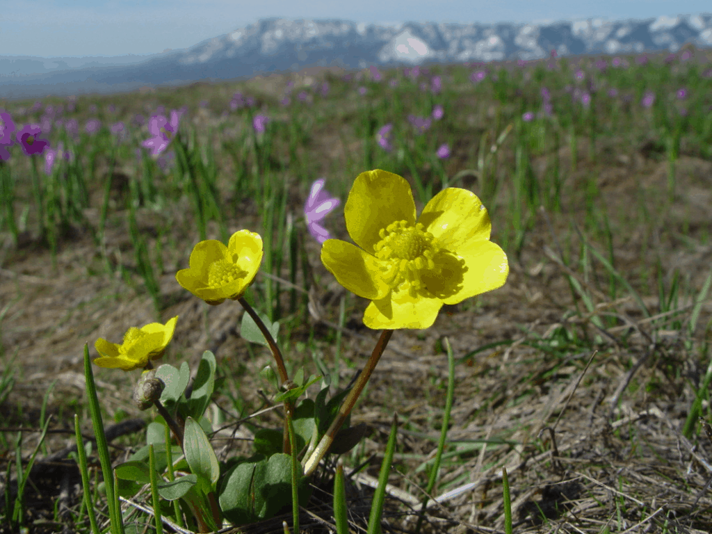 25 Types of Ranunculus Buttercup Flowers & Buttercup Meanings – Flower ...