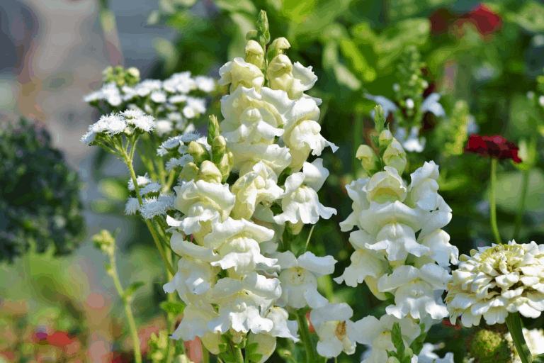 Snapdragon Flowers: 18 Types (Plus Their Meaning & Care)