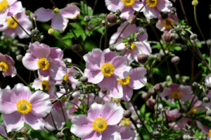 What You Should Know About The Anemone Flower | Flower Glossary