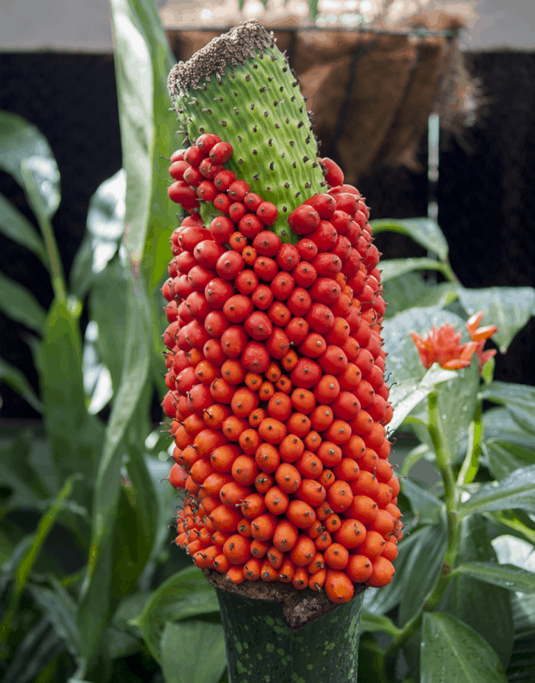 10 Corpse Flower Facts (& tWhy it is so Stinky) | Flower Glossary