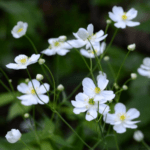 25 Types of Ranunculus Buttercup Flowers & Buttercup Meanings | Flower ...