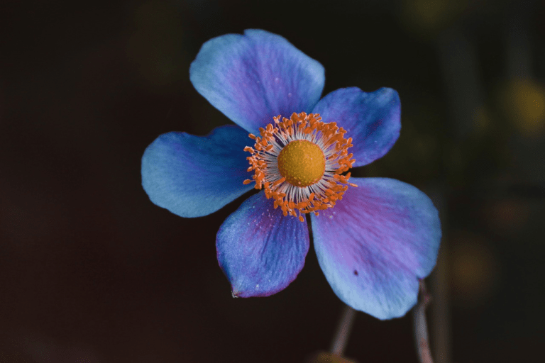 What You Should Know About The Anemone Flower | Flower Glossary