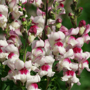 Snapdragon Flowers: 18 Types (Plus Their Meaning & Care)