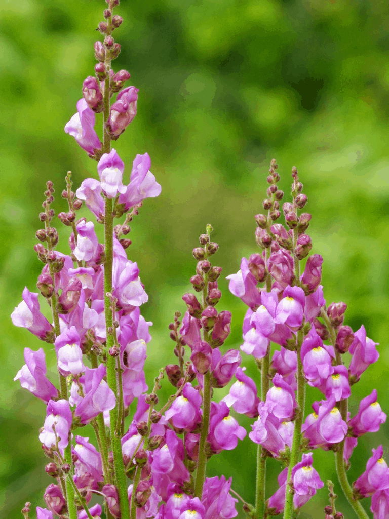 Snapdragon Flowers 18 Types Plus Their Meaning Care snapdragon-flowers-18-types-plus-their-meaning-care