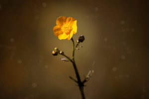 25 Types of Ranunculus Buttercup Flowers & Buttercup Meanings | Flower ...