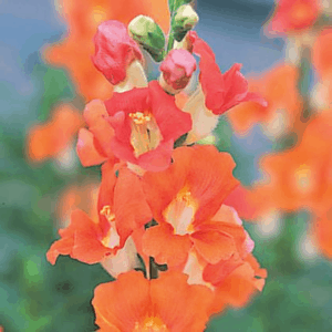 Snapdragon Flowers: 18 Types (Plus Their Meaning & Care)