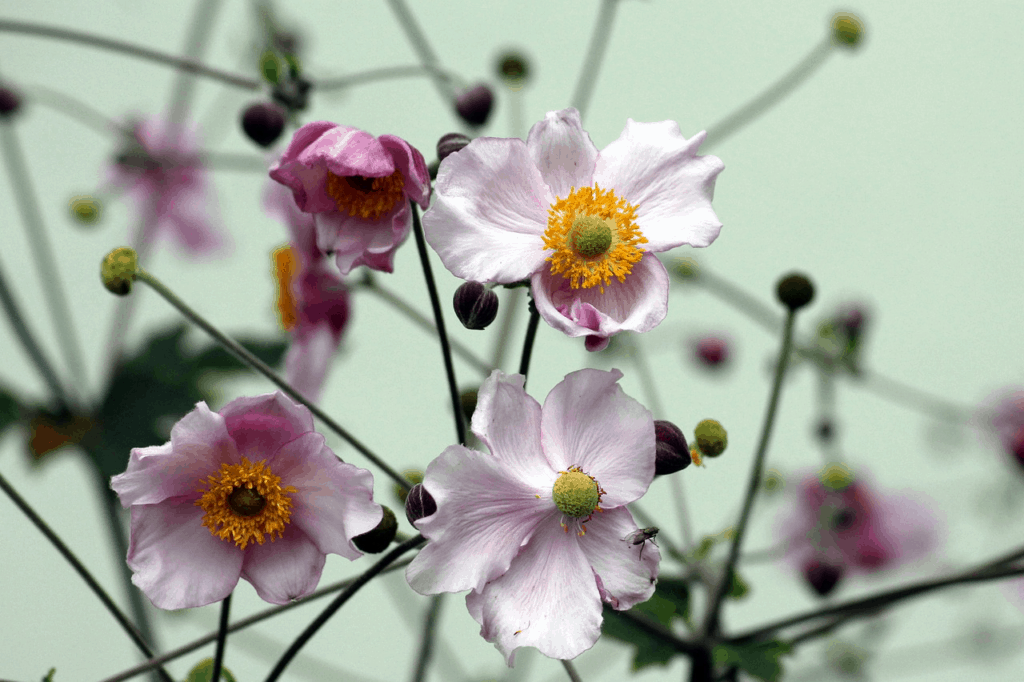 What You Should Know About The Anemone Flower | Flower Glossary