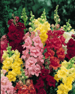 Snapdragon Flowers: 18 Types (Plus Their Meaning & Care)