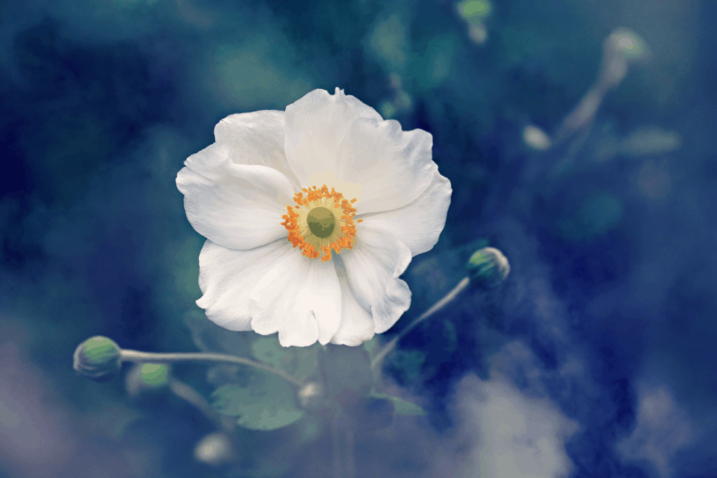 What You Should Know About The Anemone Flower | Flower Glossary