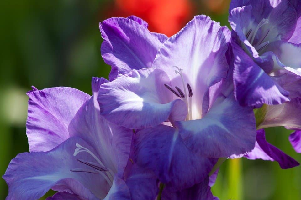 Gladiolus Flowers: Tips for Planting & Growing | Flower Glossary