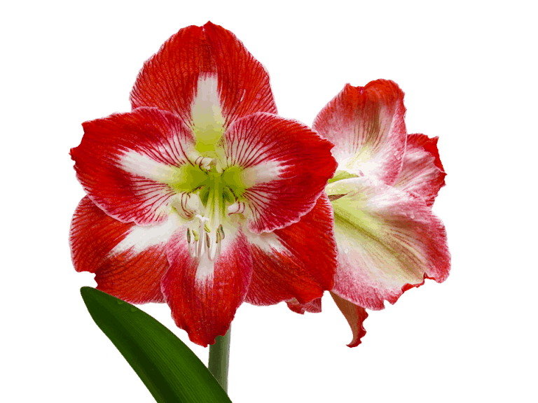 29 Exotic Flowers to Brighten Your Outdoor Space | Flower Glossary