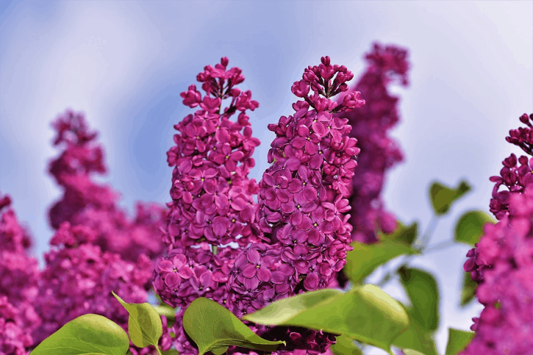 29 Exotic Flowers to Brighten Your Outdoor Space | Flower Glossary