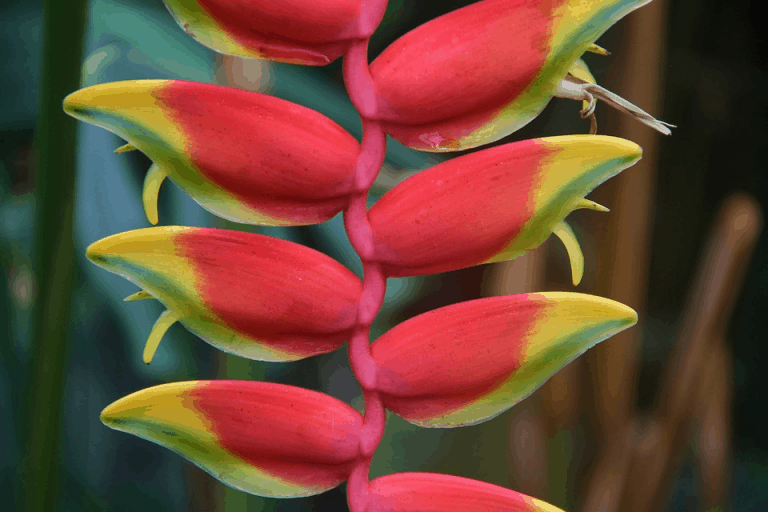 29 Exotic Flowers to Brighten Your Outdoor Space | Flower Glossary