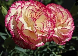 Carnations: Types, Meaning & Growing Tips | Flower Glossary