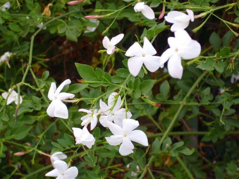 Jasmine Flower Meaning, Types & How to Grow | Flower Glossary