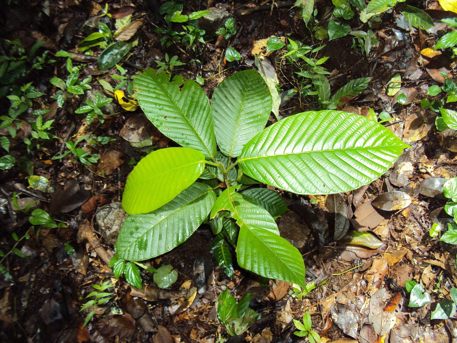 How to Plant and Grow Dipterocarpus (Apitong) | Flower Glossary