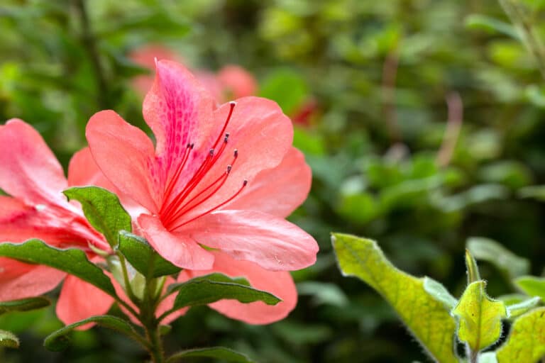 Top 12 Flowers In Chinese Culture And Their Meanings | Flower Glossary