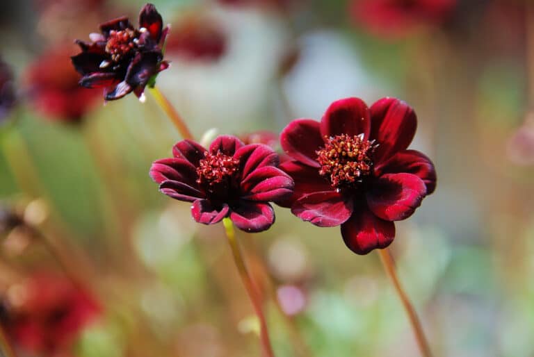 Top 18 Common Mexican Flowers You Can Grow | Flower Glossary
