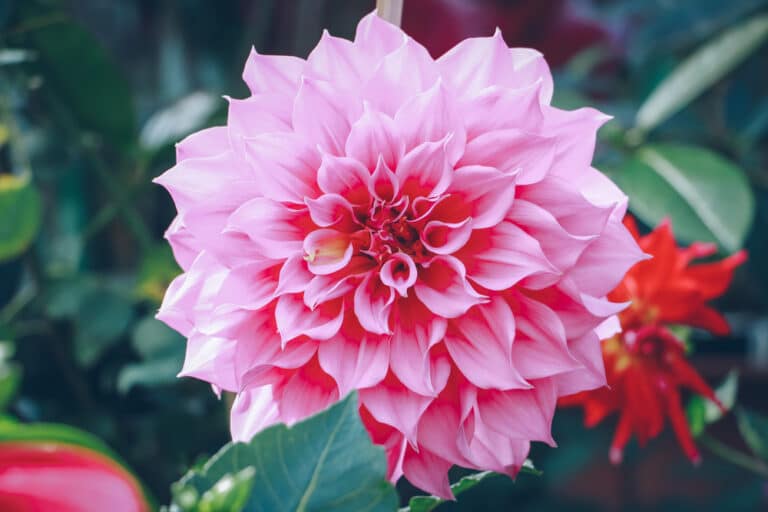 Top 18 Common Mexican Flowers You Can Grow | Flower Glossary