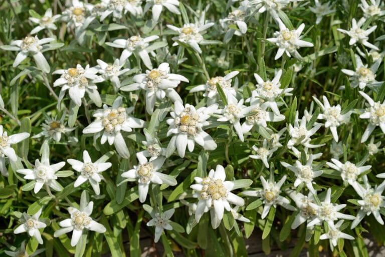 Edelweiss Flower (Leontopodium nivale) Meaning And Symbolism | Flower ...