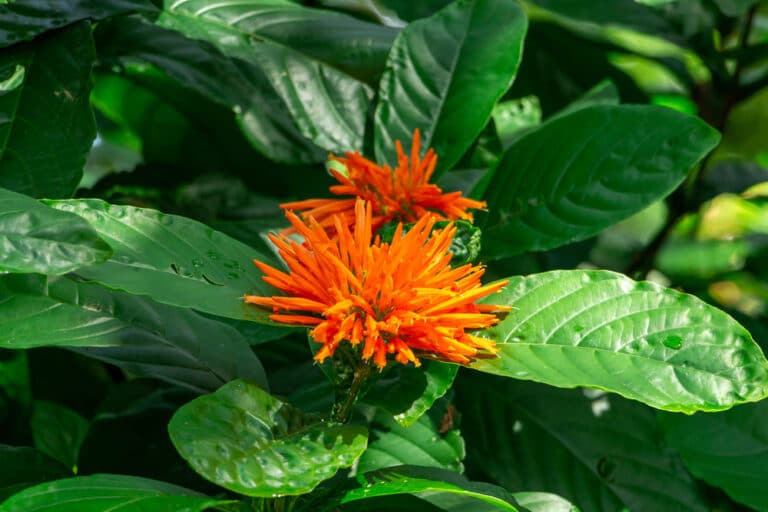 Top 18 Common Mexican Flowers You Can Grow | Flower Glossary
