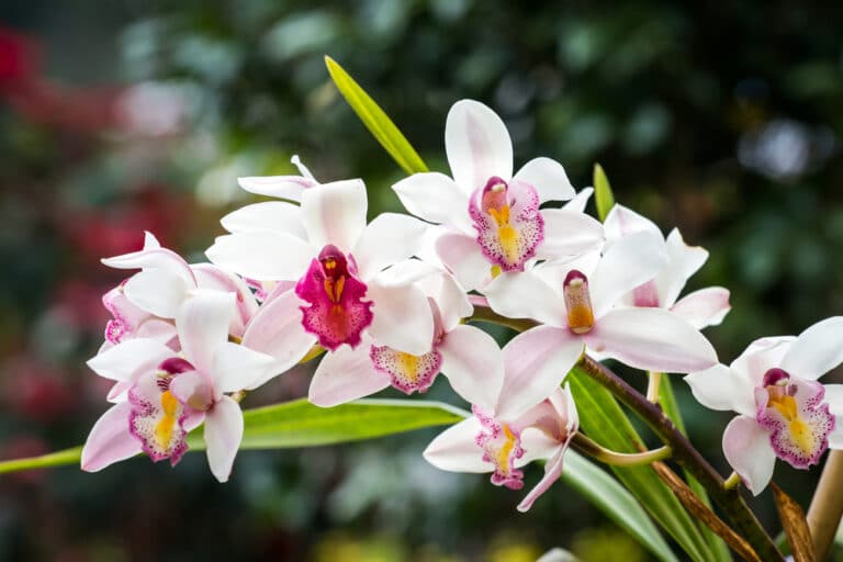 Top 12 Flowers In Chinese Culture And Their Meanings | Flower Glossary