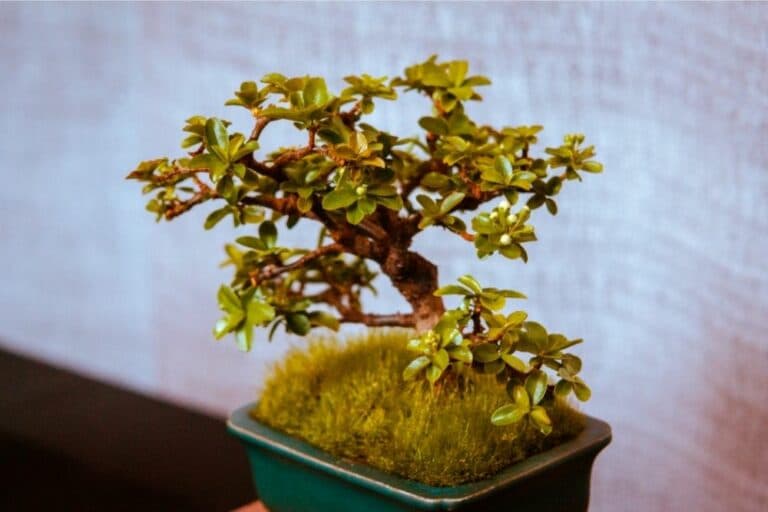 64 Popular Types of Bonsai Trees You Can Grow | Flower Glossary
