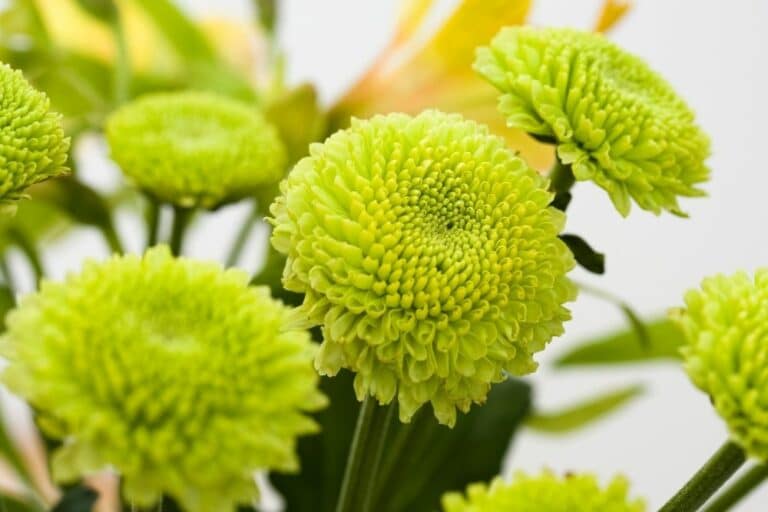 21 Most Beautiful Green Flowers | Flower Glossary