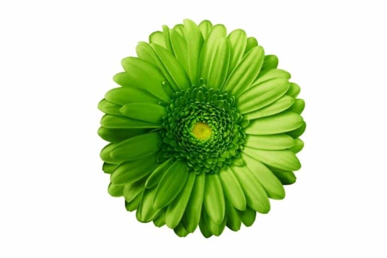 21 Most Beautiful Green Flowers | Flower Glossary