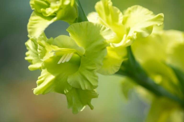 21 Most Beautiful Green Flowers | Flower Glossary