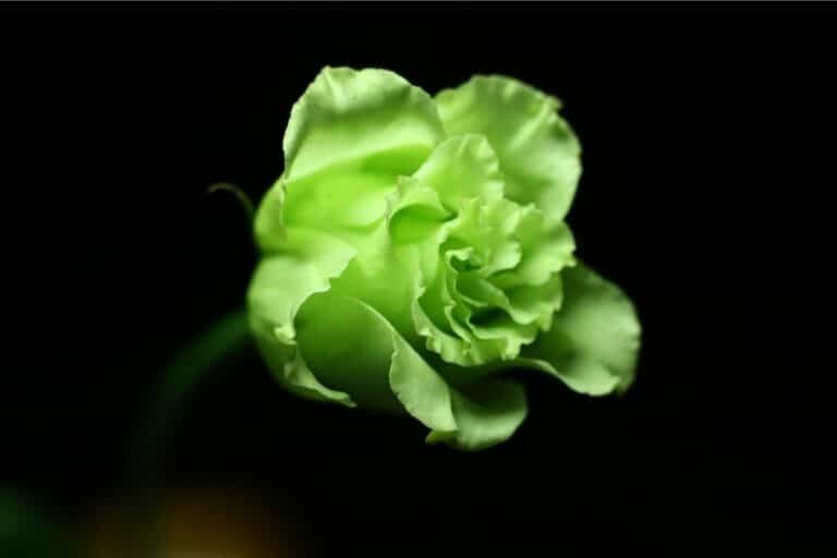 21 Most Beautiful Green Flowers | Flower Glossary