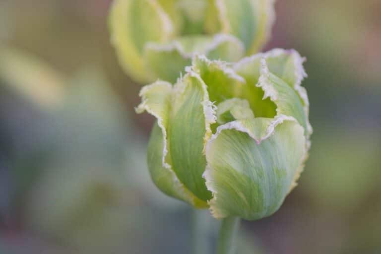 21 Most Beautiful Green Flowers | Flower Glossary
